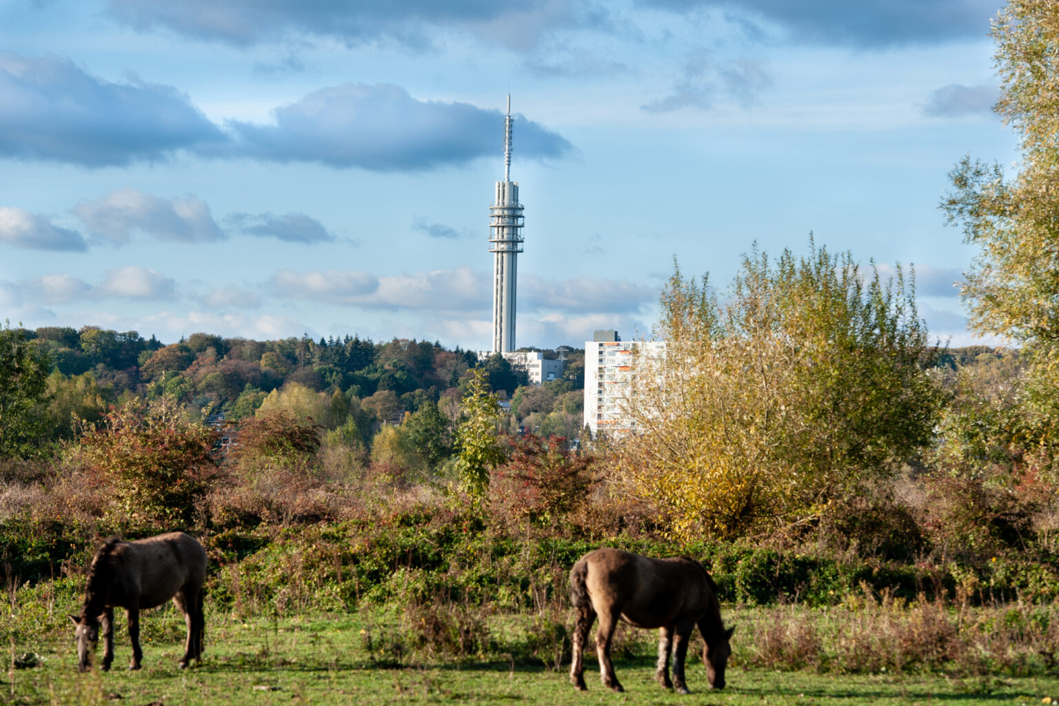 Struinen in Meinerswijk: ruige natuur, midden in de stad - #intoarnhem